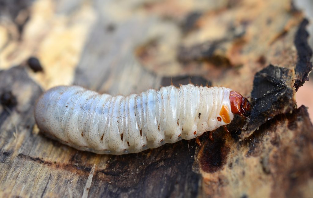 How Community Leaders and Scientists are Redefining Waste - Green365